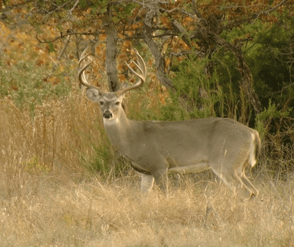 Deer Hunting - Terms and Conditions | KenOutdoors